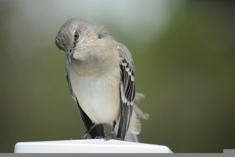 21 Birds With White Stripes On Wings (With Pictures) - Singing With Birds