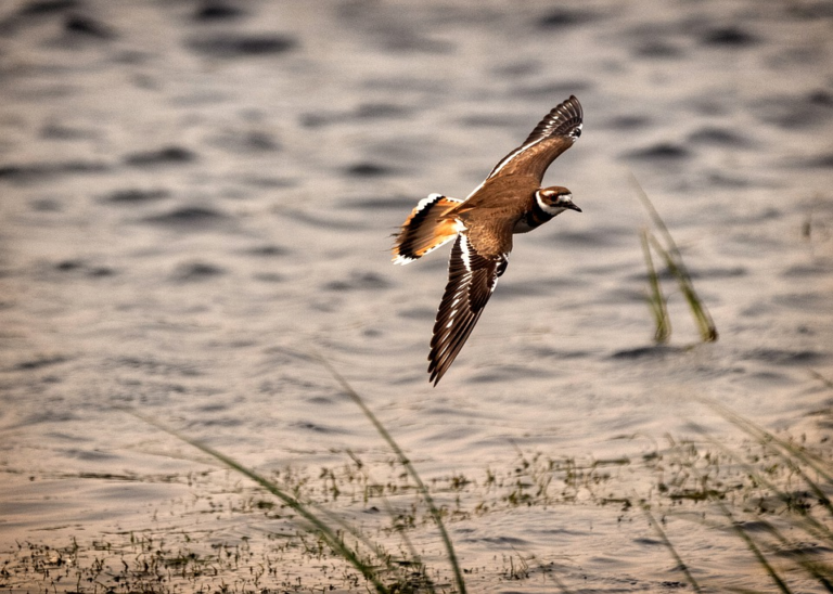 21 Birds With White Stripes On Wings (With Pictures) - Singing With Birds