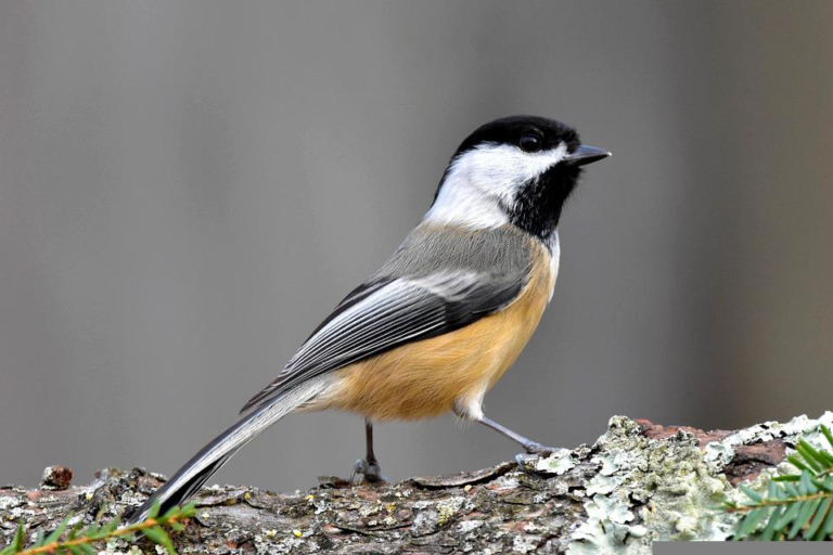 21 Birds With White Stripes On Wings (With Pictures) - Singing With Birds