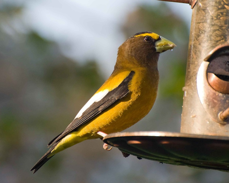 21 Birds With White Stripes On Wings (With Pictures) - Singing With Birds