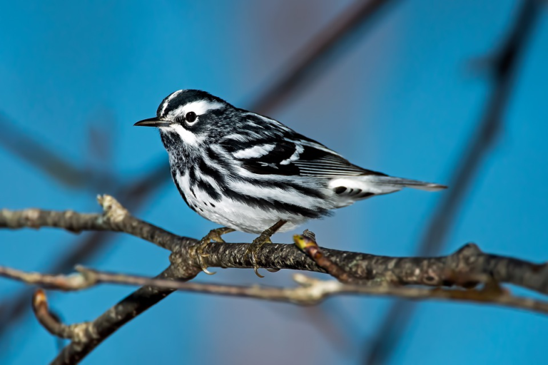 21 Birds With White Stripes On Wings (With Pictures) - Singing With Birds