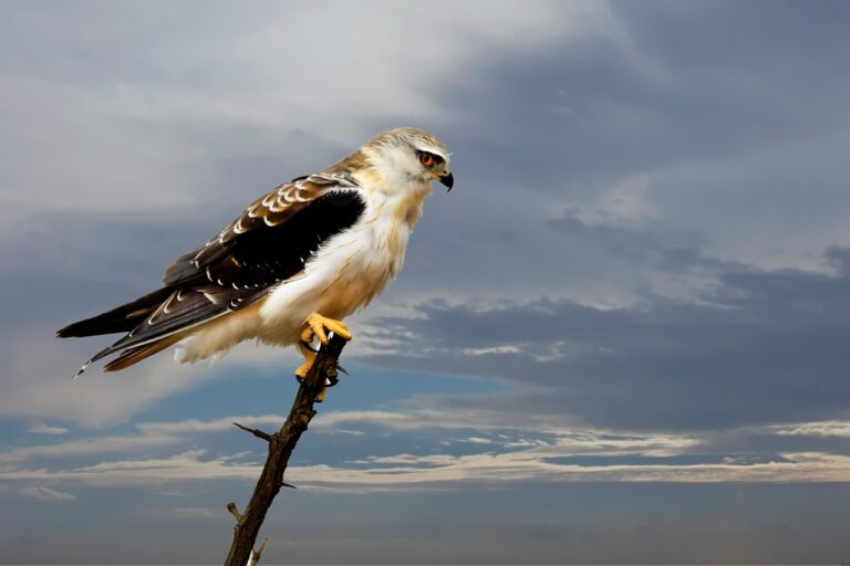 21 Birds With White Stripes On Wings (With Pictures) - Singing With Birds